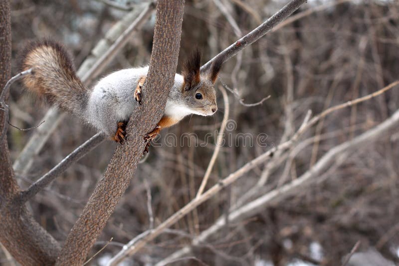 Squirrel on a Tree in the Spring Forest Stock Image - Image of funny ...