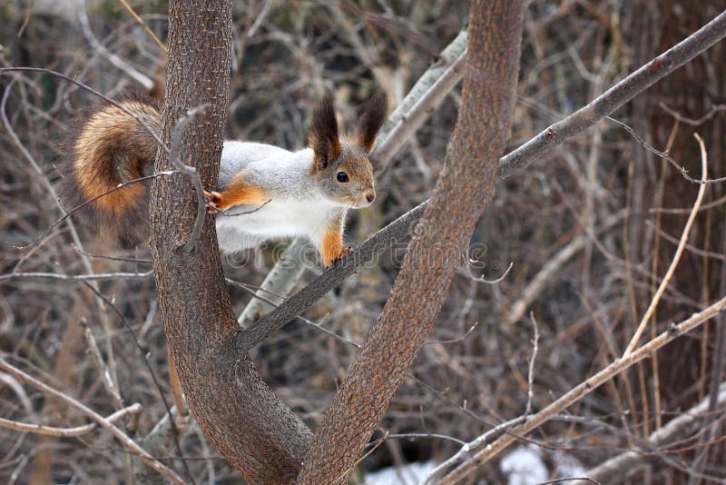 Squirrel on a Tree in the Spring Forest Stock Image - Image of mammal ...
