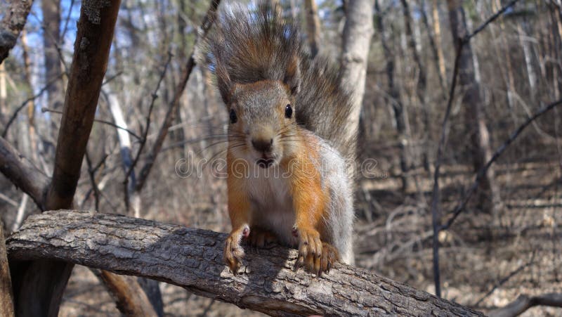 Squirrel on a tree stock image. Image of forest, eyes - 116457569