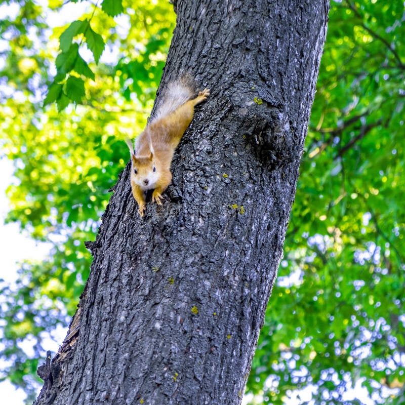 Cute Squirrel Monkey Hugging a Tree Branch Stock Image - Image of ...