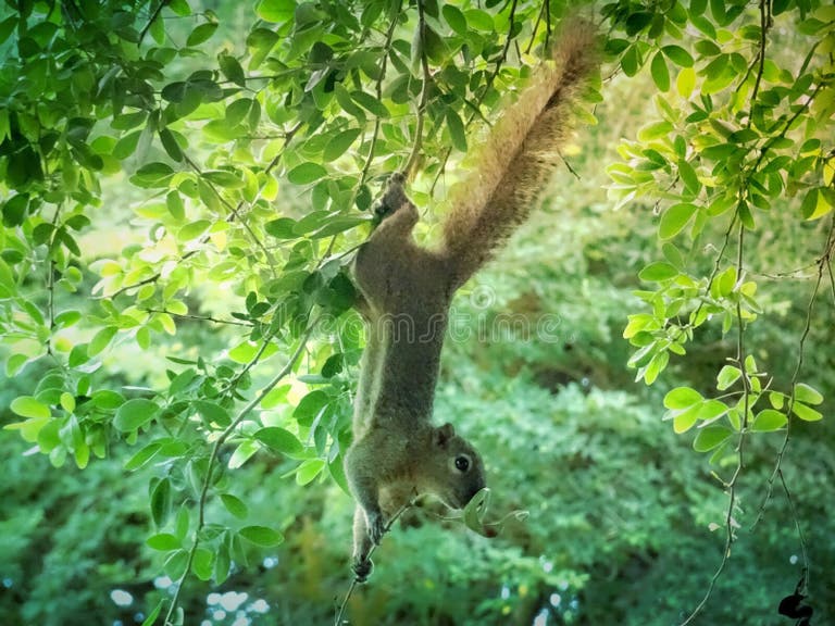 Squirrel Yhe Stock Photos - Free & Royalty-Free Stock Photos from ...