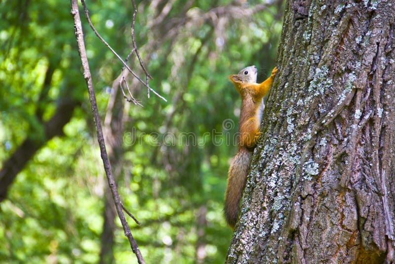 Red Squirrel in the Island Mucura,Colombia Stock Photo - Image of furry ...