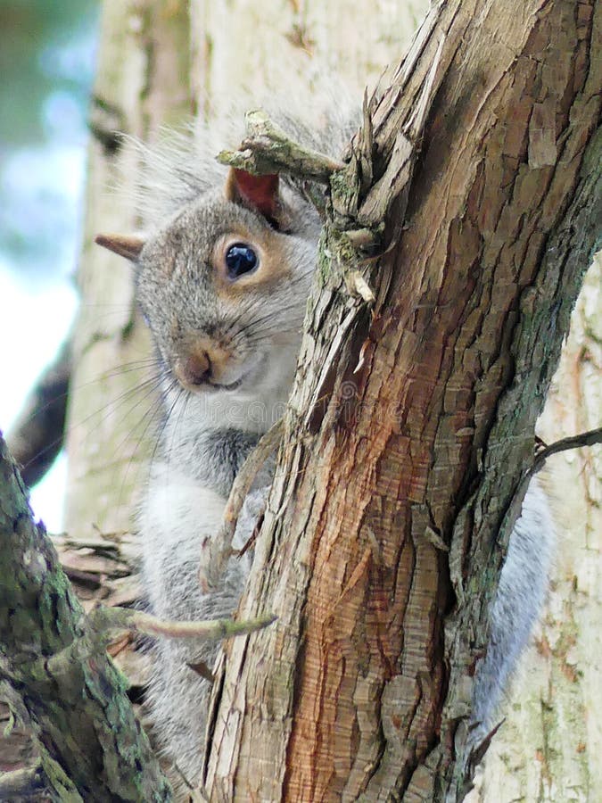 Squirrel in a Tree with a Sweet Expression on Its Face Stock Image ...