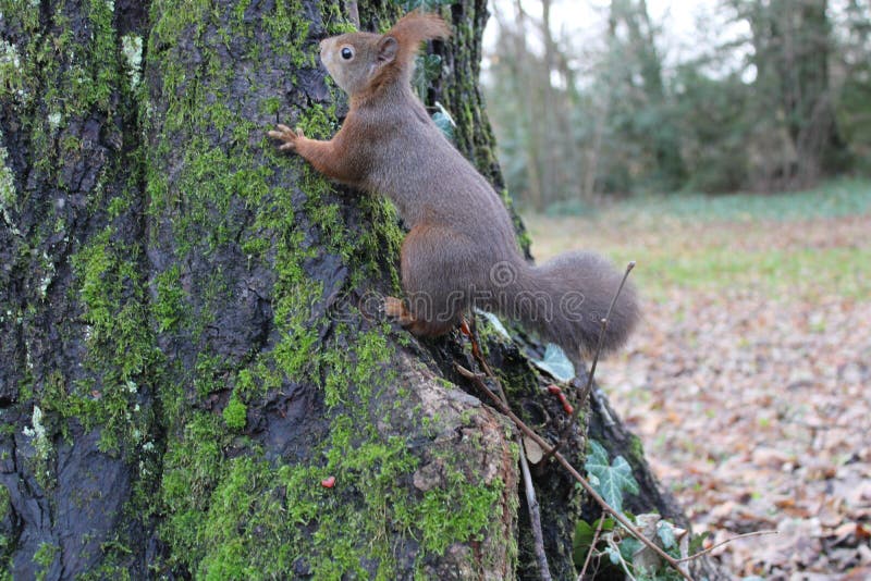 Squirrel on a tree trunk stock photo. Image of furry - 264790666
