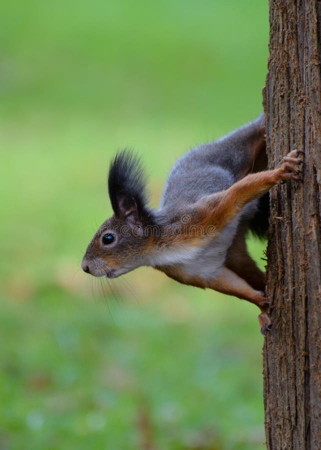 Squirrel on tree trunk stock photo. Image of holding - 27706218
