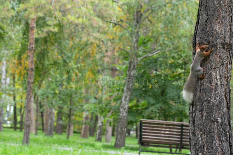 Squirrel on a Tree, Tree Trunk Stock Image - Image of small, beautiful ...
