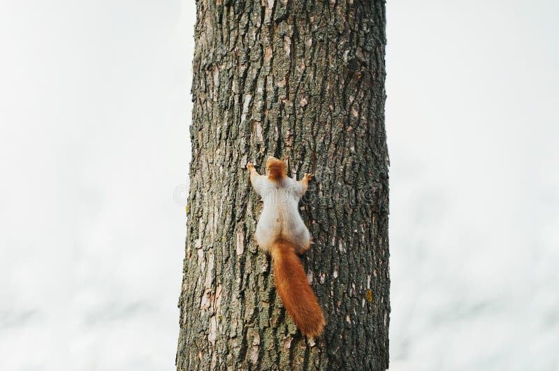 Squirrel on Tree Trunk in Autumn Time Stock Photo - Image of cute ...