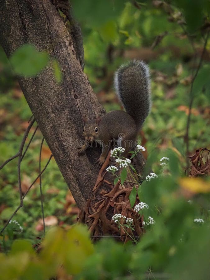 Squirrel on a Tree Trunk in a Forest. Stock Image - Image of flora ...