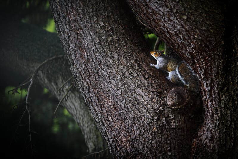 Squirrel on Tree Trunk stock image. Image of highly, leaves - 71870125