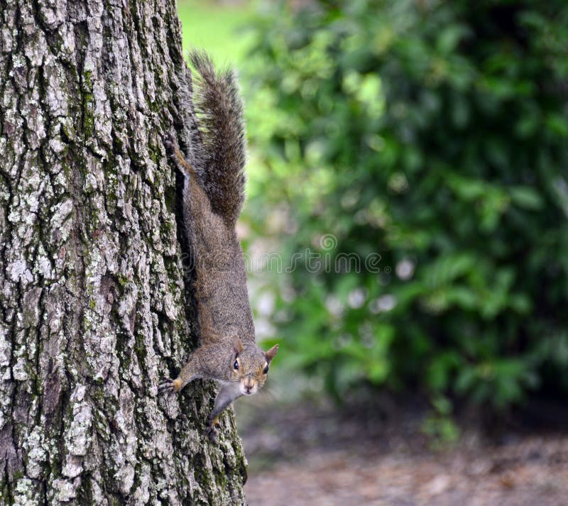 Squirrel on a tree trunk stock photo. Image of focused - 124634370