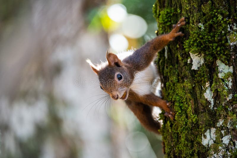 Squirrel on a tree trunk stock photo. Image of branch - 201478456