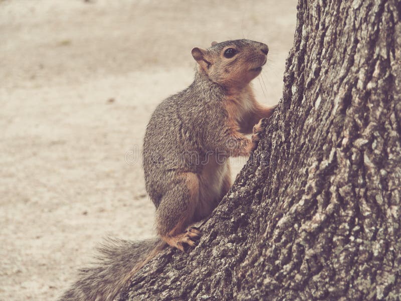 Squirrel on tree stock image. Image of pose, furry, trunk - 76543897