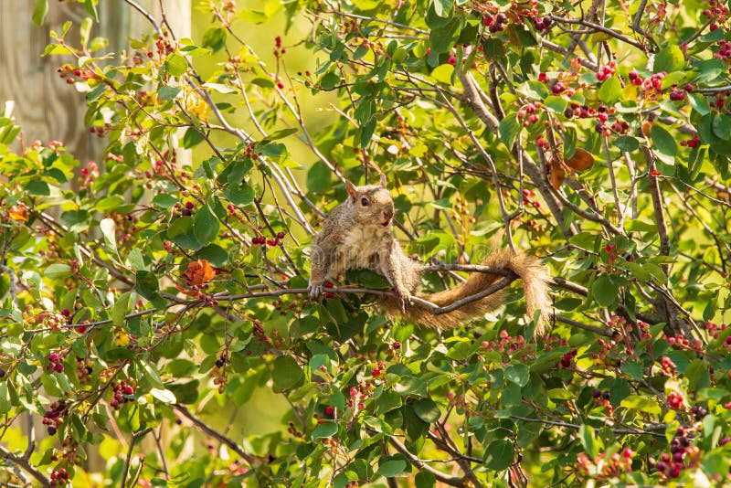 Squirrel in trees stock image. Image of plant, produce - 266631217