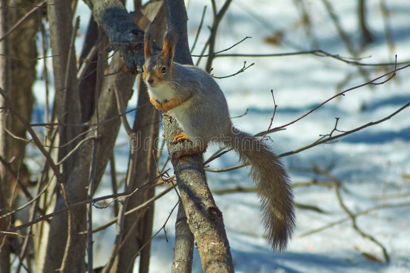 Squirrel among the Trees Spring Forest. Stock Image - Image of animal ...