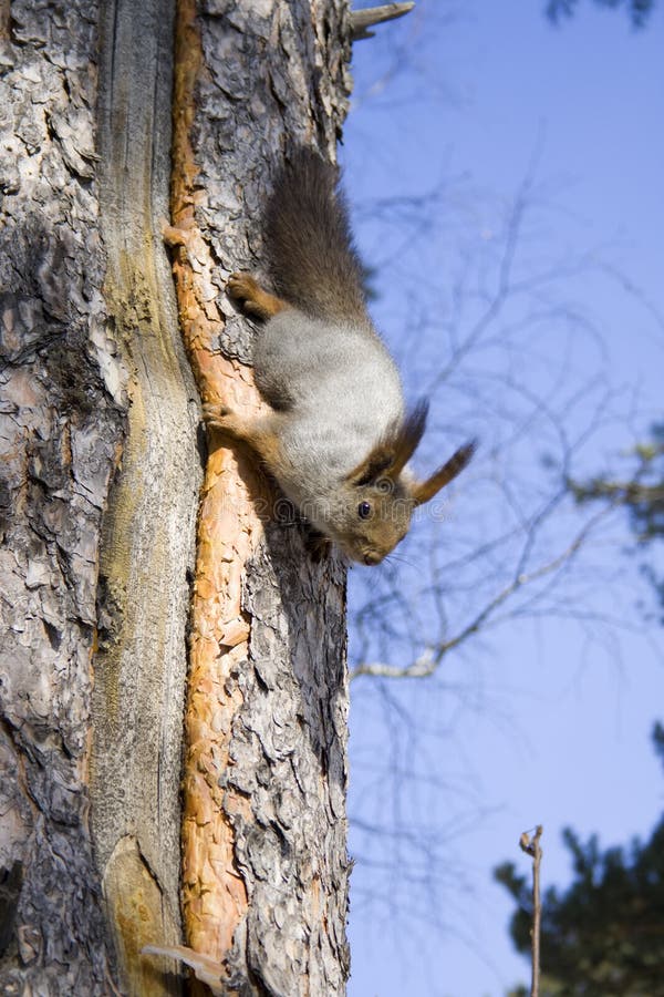 Squirrel on the Trunk of Tree Stock Image - Image of outdoors, fluffy ...