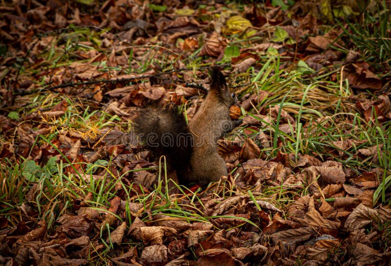 Squirrel Trying Break Shell Nut Stock Photos - Free & Royalty-Free ...