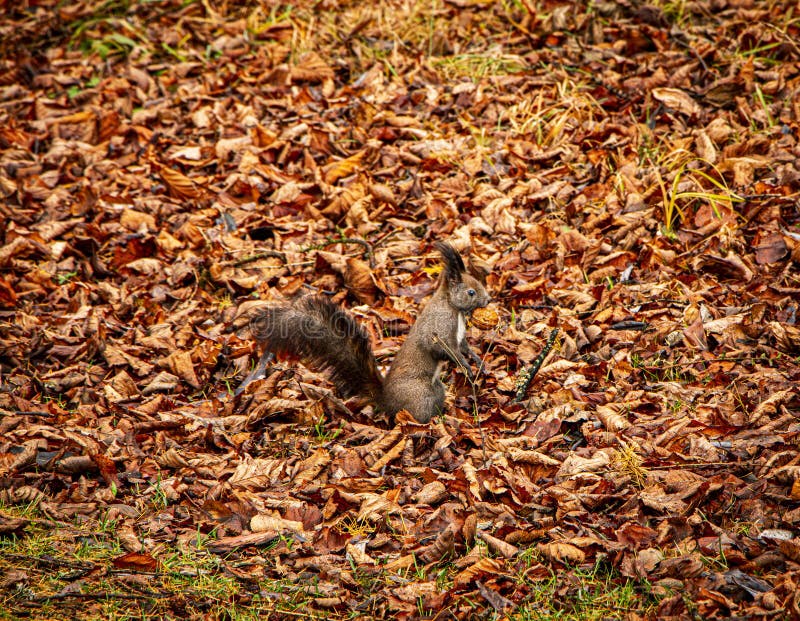 The Squirrel Trying To Break the Shell of a Nut Stock Photo - Image of ...
