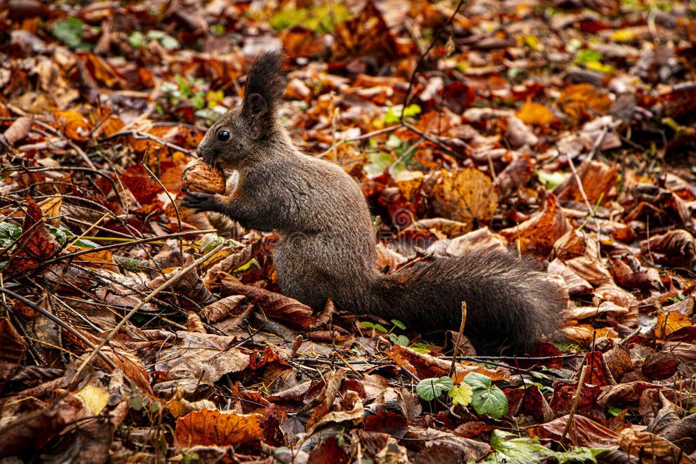The Squirrel Trying To Break the Shell of a Nut Stock Photo - Image of ...