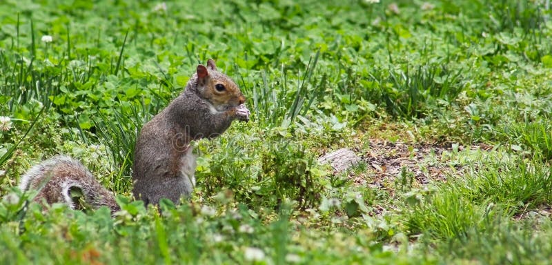 Squirrel Prayer Stock Photos - Free & Royalty-Free Stock Photos from ...