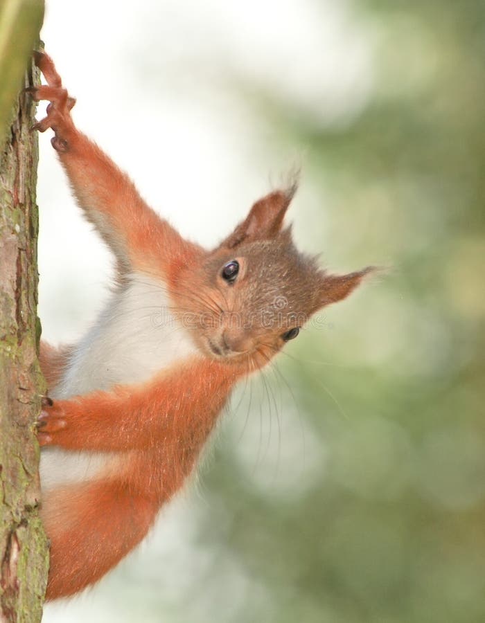 Squirrel up a tree stock image. Image of habitat, brown - 44594805
