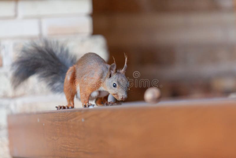 Red Squirrel Sits on Shelf and Sniffs Walnut Stock Image - Image of ...