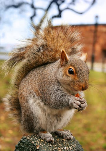 Squirrel. version 2 stock photo. Image of animals, fluffy - 3607596