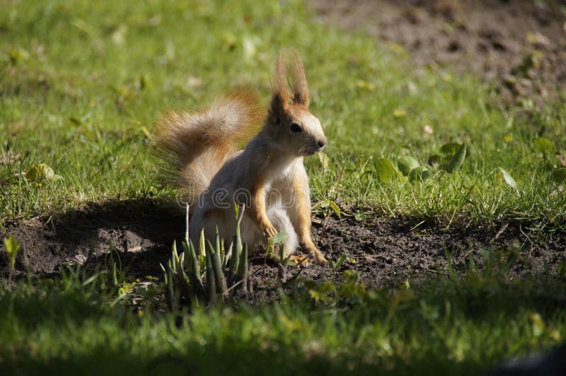Squirrel on the walk. stock photo. Image of squirrel - 105236514