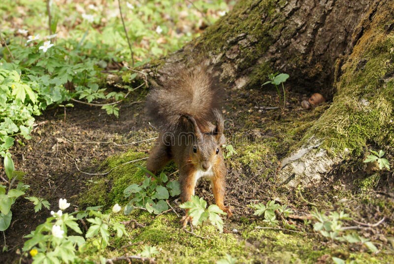 A Squirrel that Walked in the Spring Forest Stock Image - Image of ...