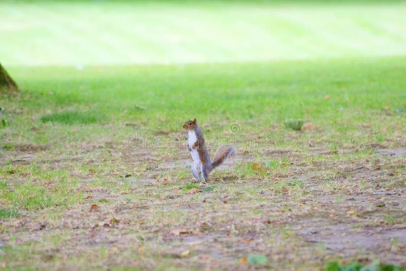 Squirrel Walking Across Grass Looking for Food Stock Image - Image of ...