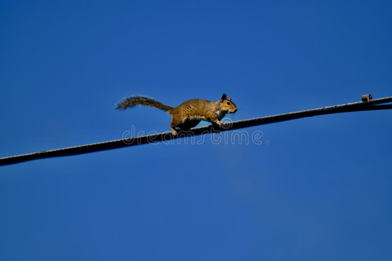 Squirrel on wire stock photo. Image of electric, blue - 105819478