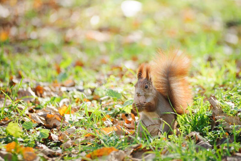 Squirrel stock image. Image of wildlife, animal, fluffy - 50048301
