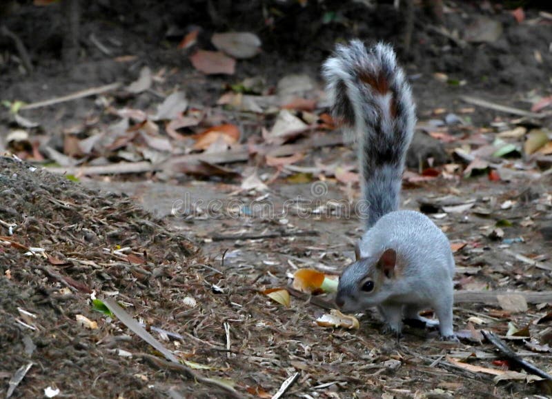 Squirrel Walking in the Forest with Dry Leaves Around it. Stock Image ...