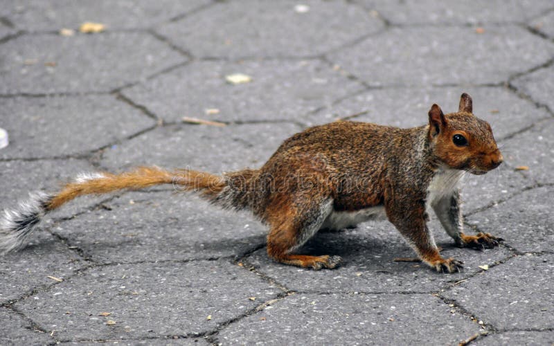 Squirrel walking free stock photo. Image of rodent, happy - 118568048