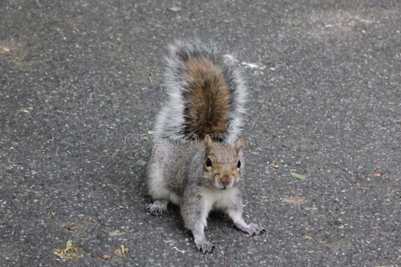 Squirrel Walking On Barren Tree Branch In Urban Chicago Park Stock ...