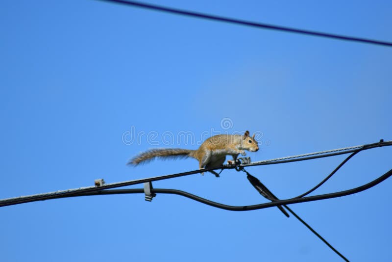 Squirrel on wire stock photo. Image of electric, blue - 105819478