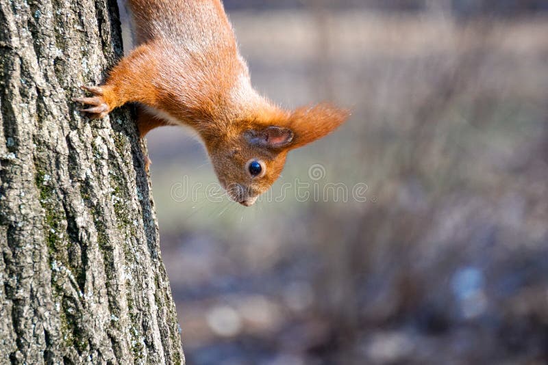 Squirrel Walks Down a Tree, Defocused Background Stock Image - Image of ...