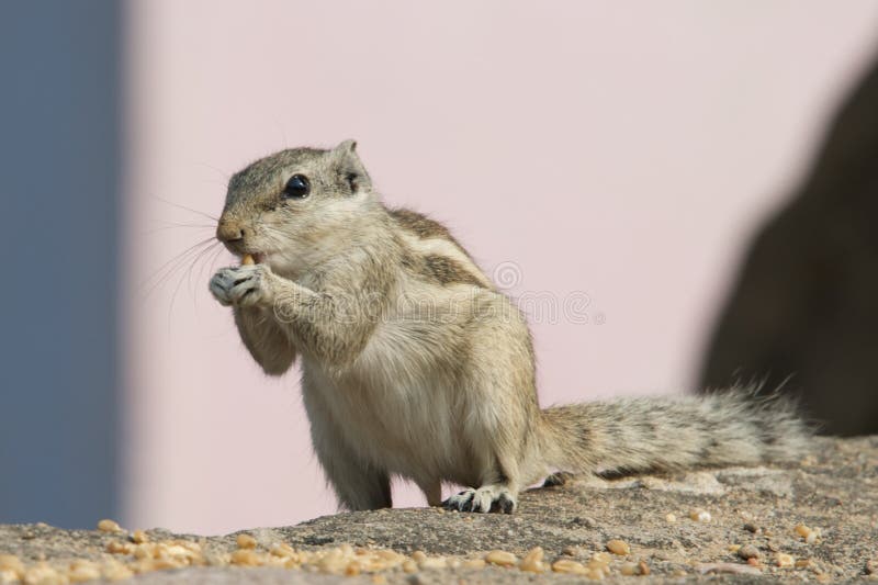 Squirrel on wall stock image. Image of wall, stone, closeup - 35312231