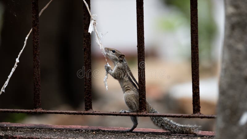 Funambulus pennantii stock photo. Image of wall, lanka - 367119900