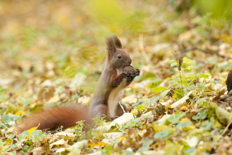 Squirrel with walnut stock photo. Image of eating, forest - 55188980