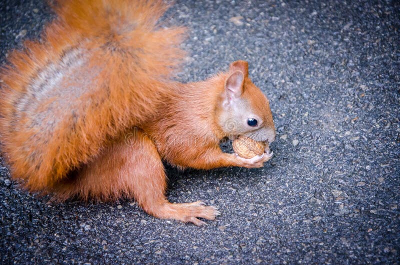 Squirrel with walnut stock photo. Image of eating, forest - 55188980