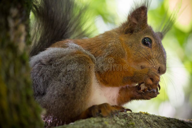 Squirrel with Walnut on the Tree Stock Image - Image of outdoor ...