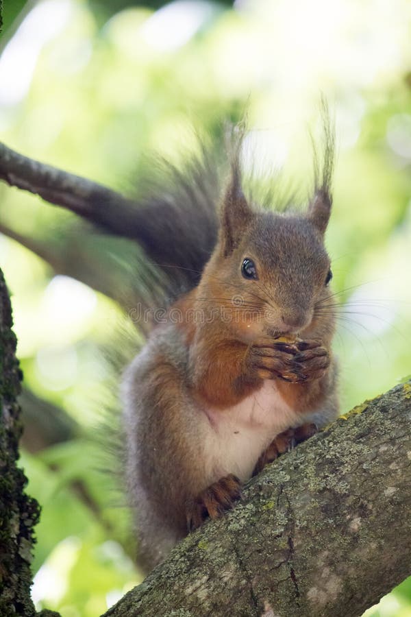 Squirrel with Walnut on the Tree Stock Photo - Image of wood, mammal ...