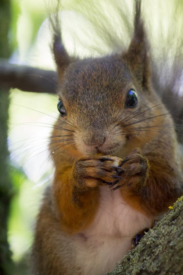 Squirrel with Walnut on the Tree Stock Photo - Image of forest, outdoor ...