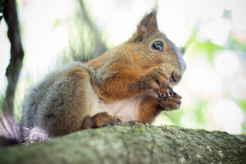 Squirrel with Walnut on the Tree Stock Photo - Image of woodland, funny ...