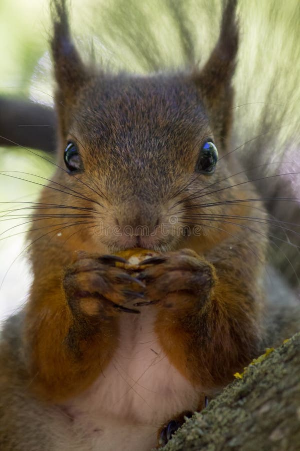 Squirrel with Walnut on the Tree Stock Image - Image of funny, summer ...