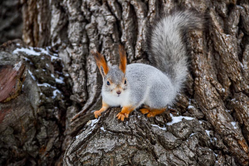 Frightened Squirrel Stock Photos - Free & Royalty-Free Stock Photos ...