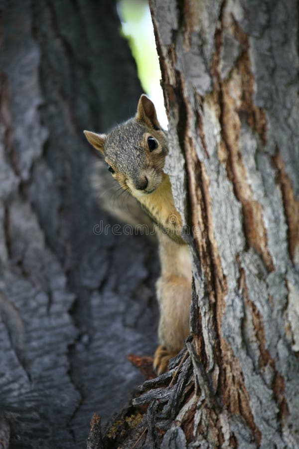1+ Squirrel watching behind tree Free Stock Photos - StockFreeImages