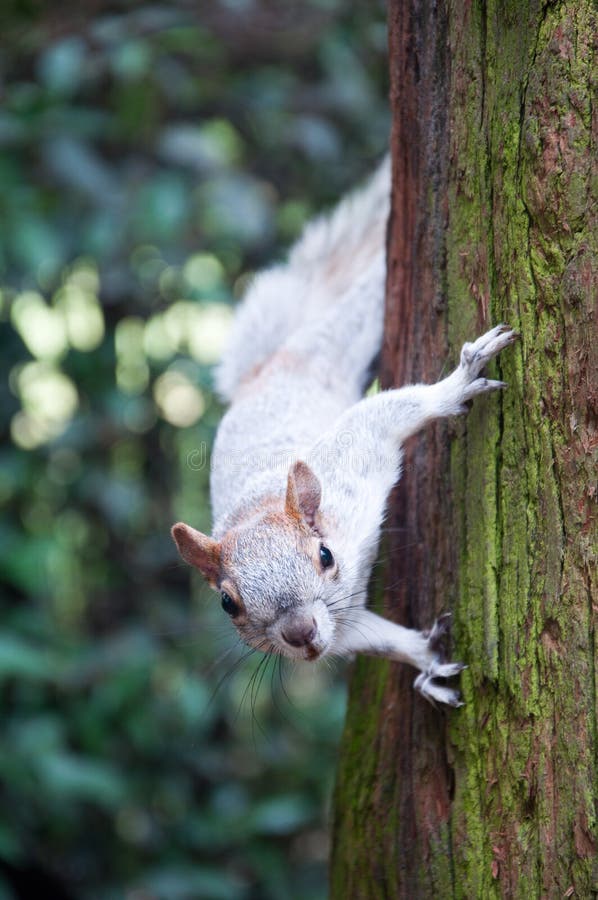 Squirrel watching stock photo. Image of ground, alert - 49069634