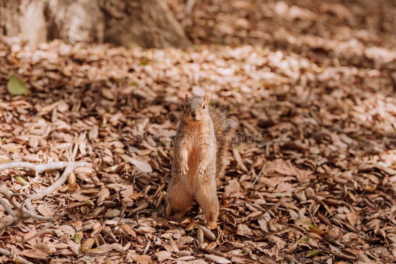 Squirrel on the way stock photo. Image of beautiful - 325149982