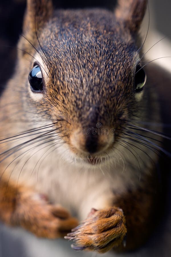 Squirrel, Fauna, Mammal, Whiskers Picture. Image: 100383195